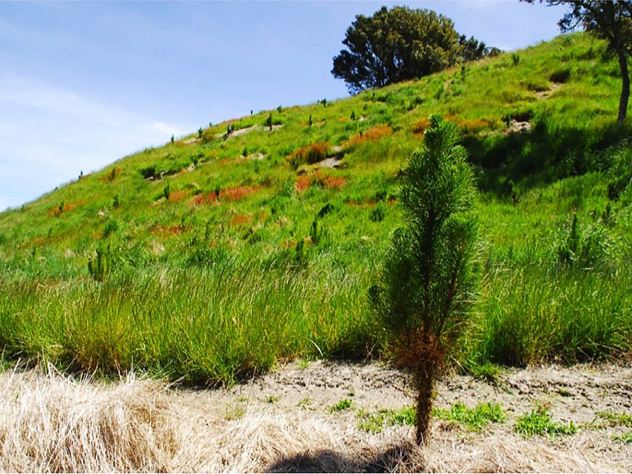 Tawakeheimoa Trust | Ngāti Rangiwewehi Iwi